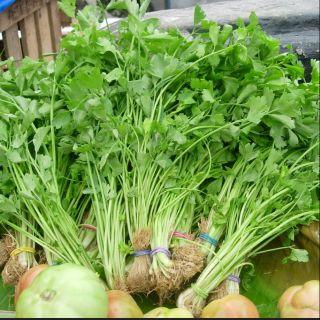 Kinchay / Kintsay Herbs (It's a seed, not a plant!) | Lazada PH