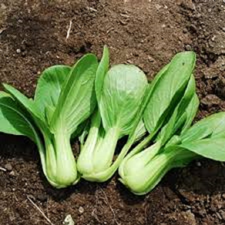 TAIWAN PECHAY HYBRID (bok choy) | Lazada PH