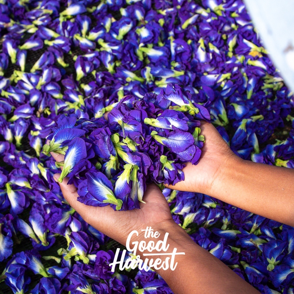 Dried Blue Butterfly Pea Blue Tea Clitoria Ternatea Flowers 250g ...