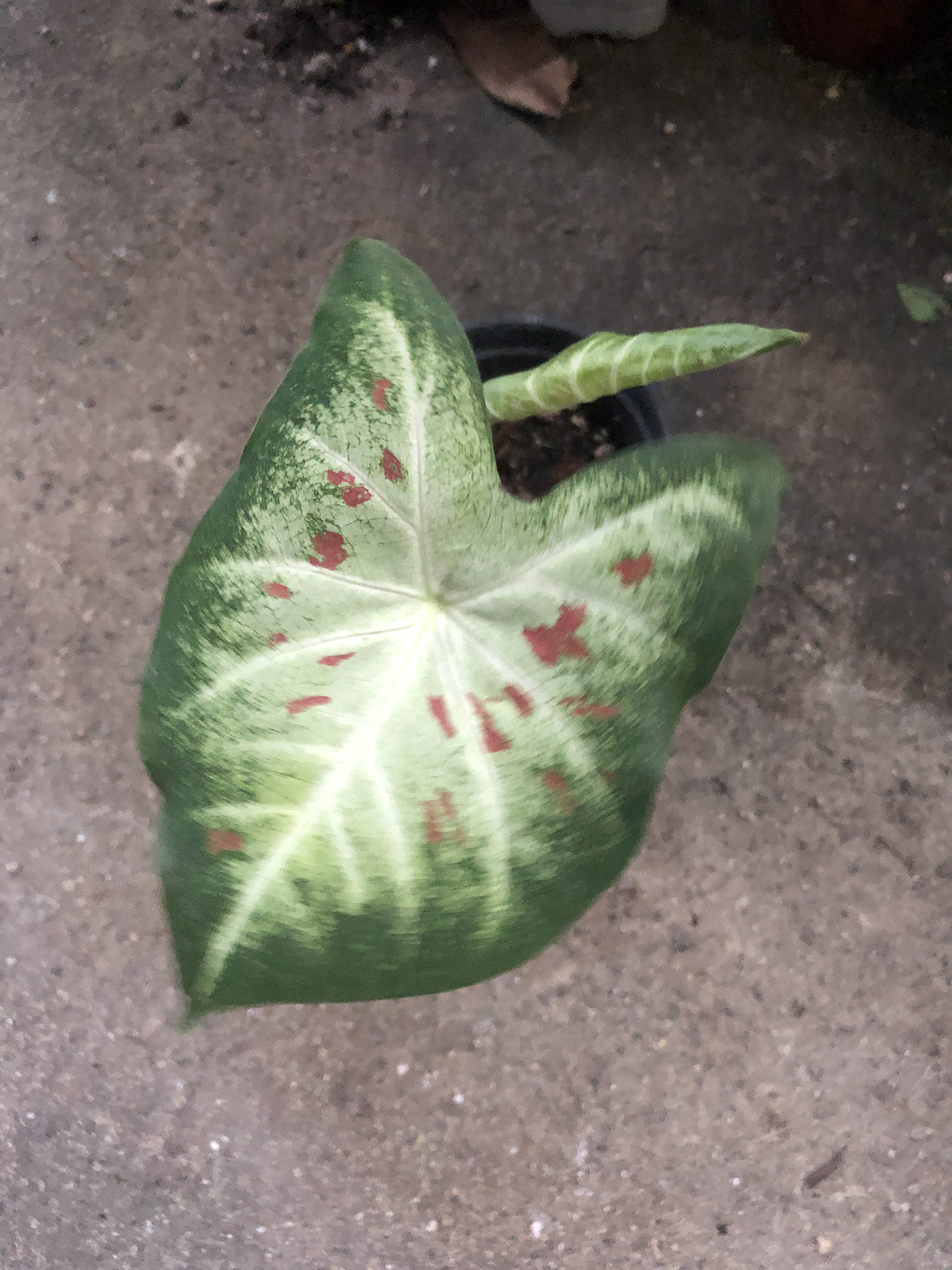 jubilee caladium live aroid plant | Lazada PH