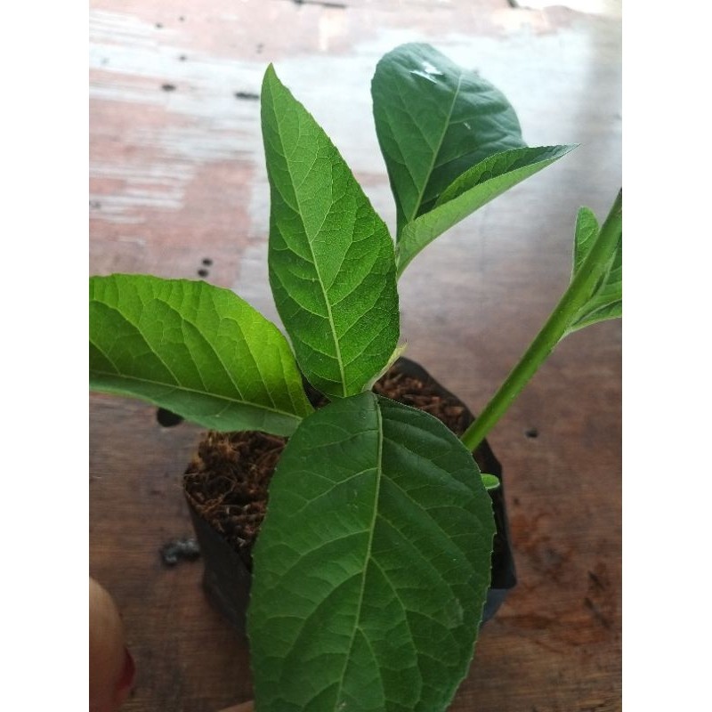 Thai Green Tea /African bitter leaf taste like C2 | Lazada PH