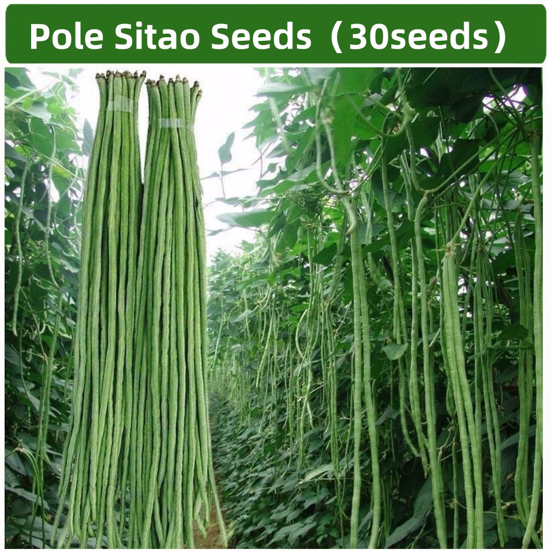 30seeds Pole Sitao Seeds / Sitao Long Seeds | Lazada PH