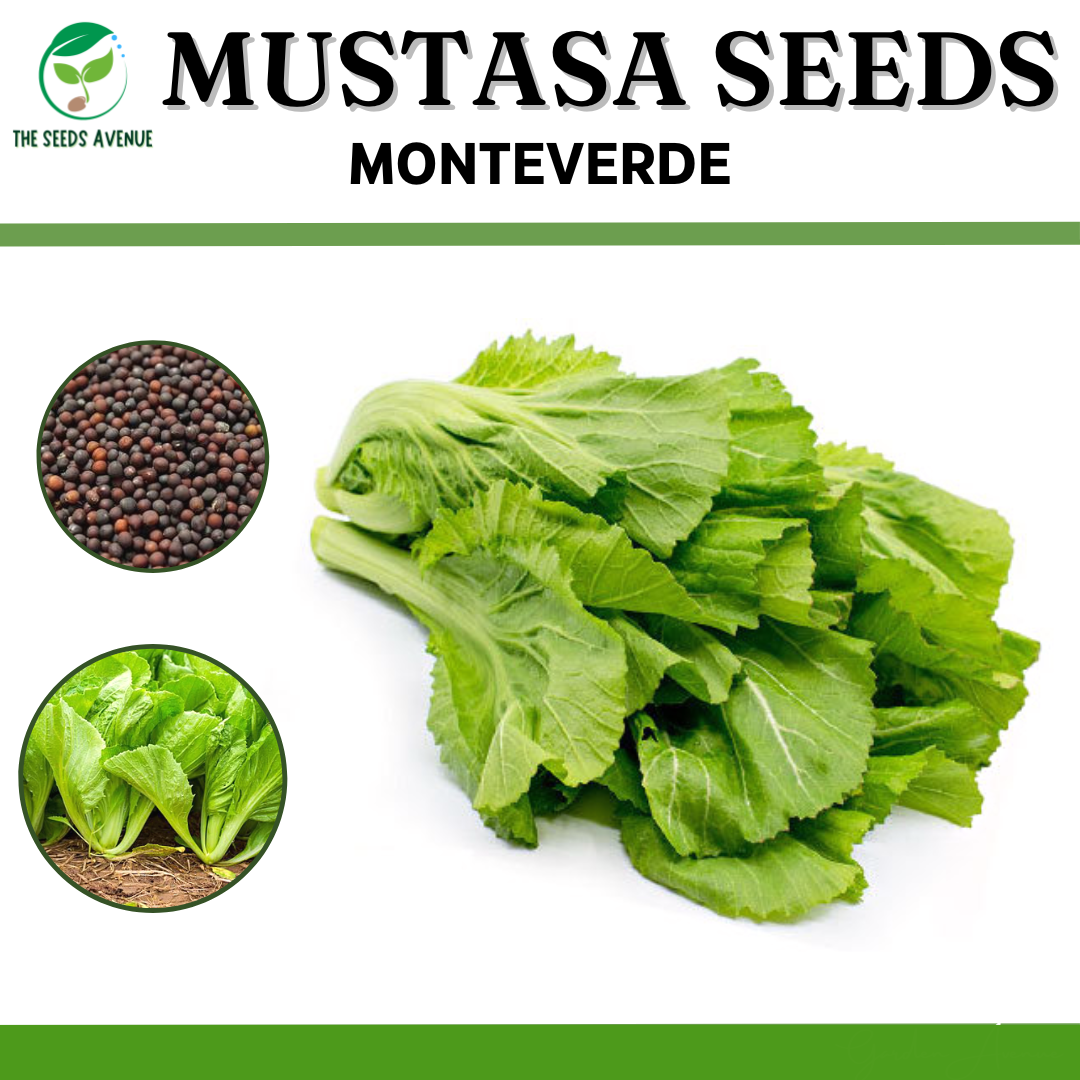 MUSTASA SEEDS/MONTEVERDE (800pcs seeds) 30DAYS HARVEST/MORE PROFIT/EASY ...