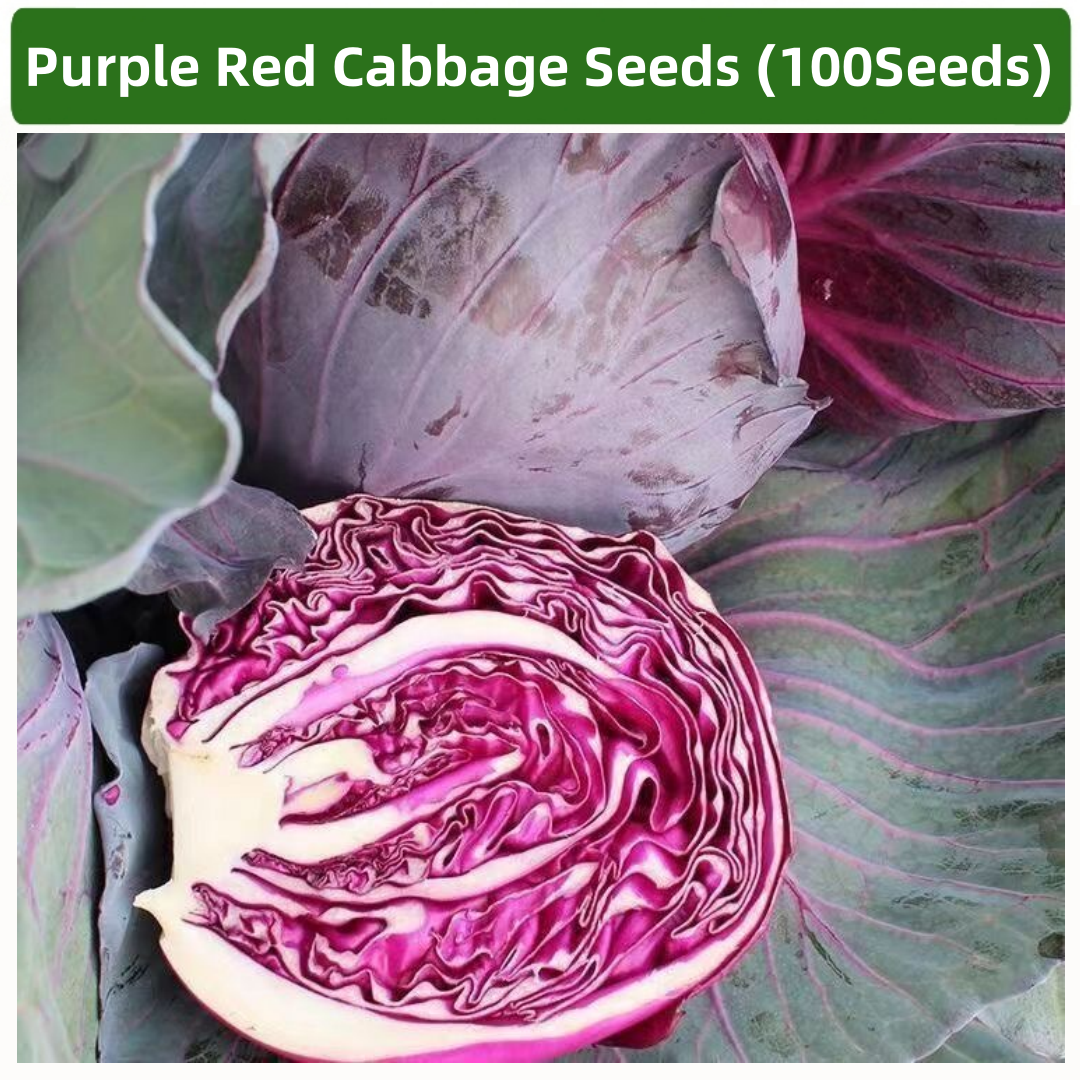 100 seeds Purple Red Cabbage Repolyo Vegetable Seeds-Purple Cabbage ...