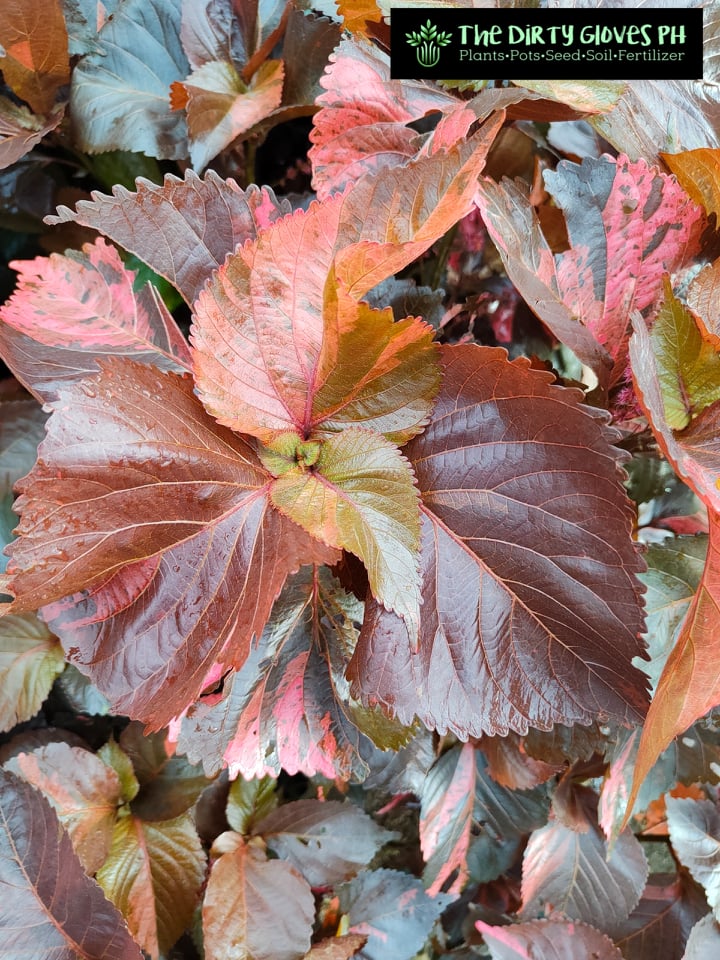 Acalypha Wilkesiana 'Copperleaf' Plant with FREE garden soil, plastic ...