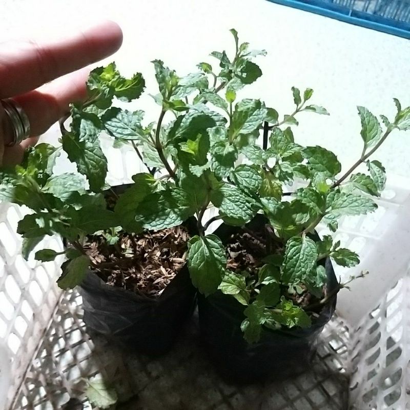 Peppermint Mentha Piperita live Plant seedlings | Lazada PH