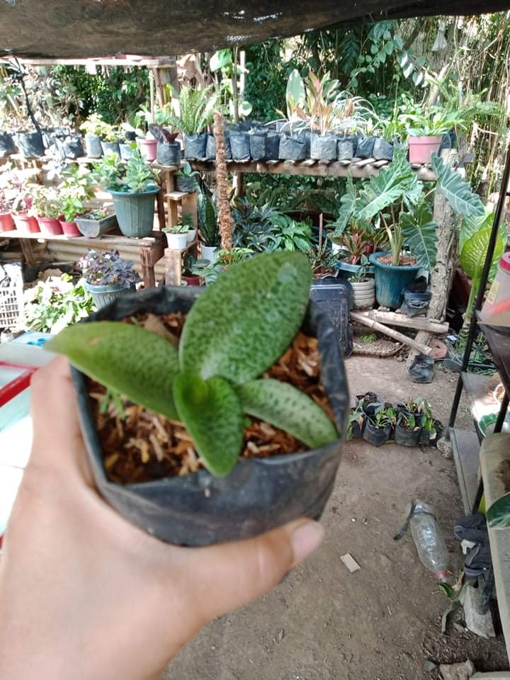 Forever rich rooted plant | Lazada PH