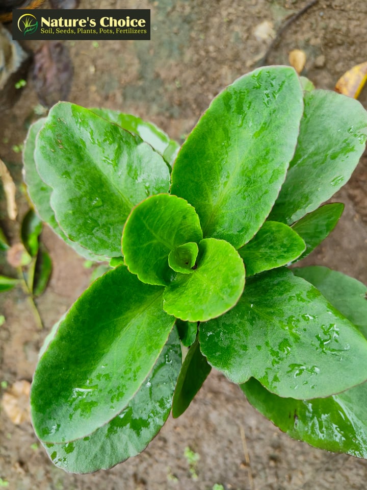 Kataka-taka Plant with FREE garden soil, plastic pot and marble chip ...