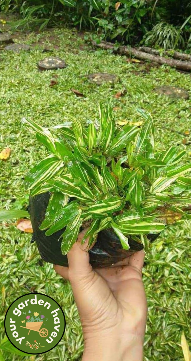 Variegated Frog Grass Best for Landscaping and Garden Beautification ...