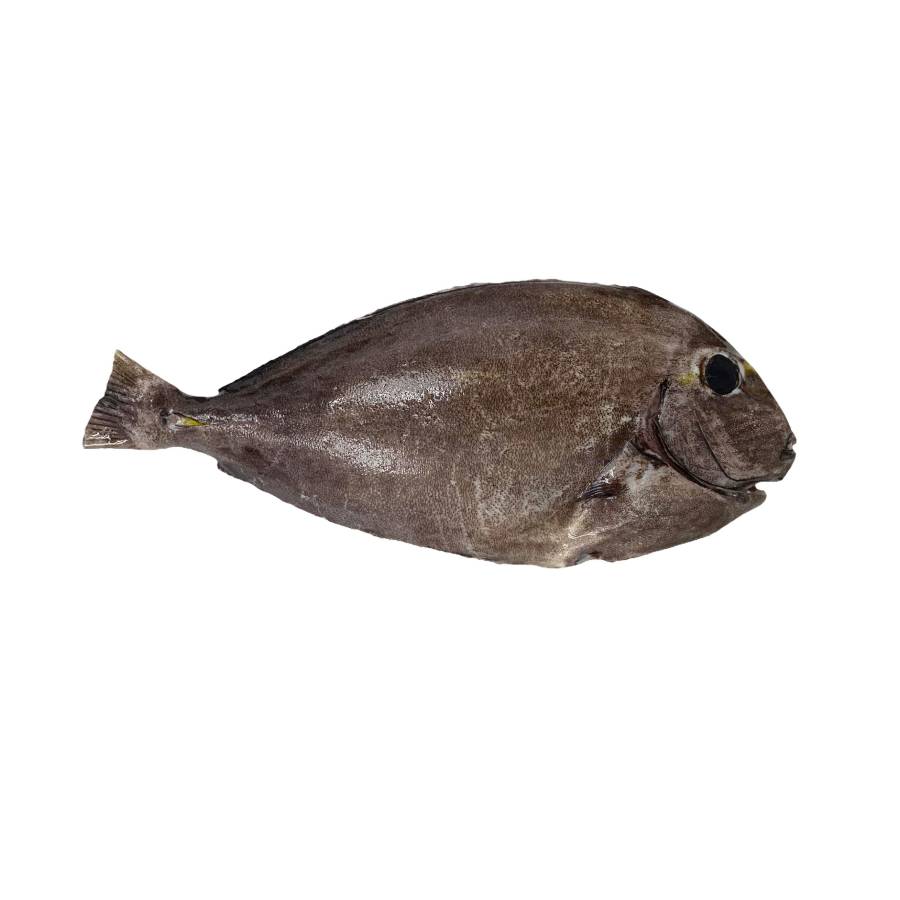 Frozen Labahita “Surgeon Fish” Cleaned (400-500g) | Lazada PH