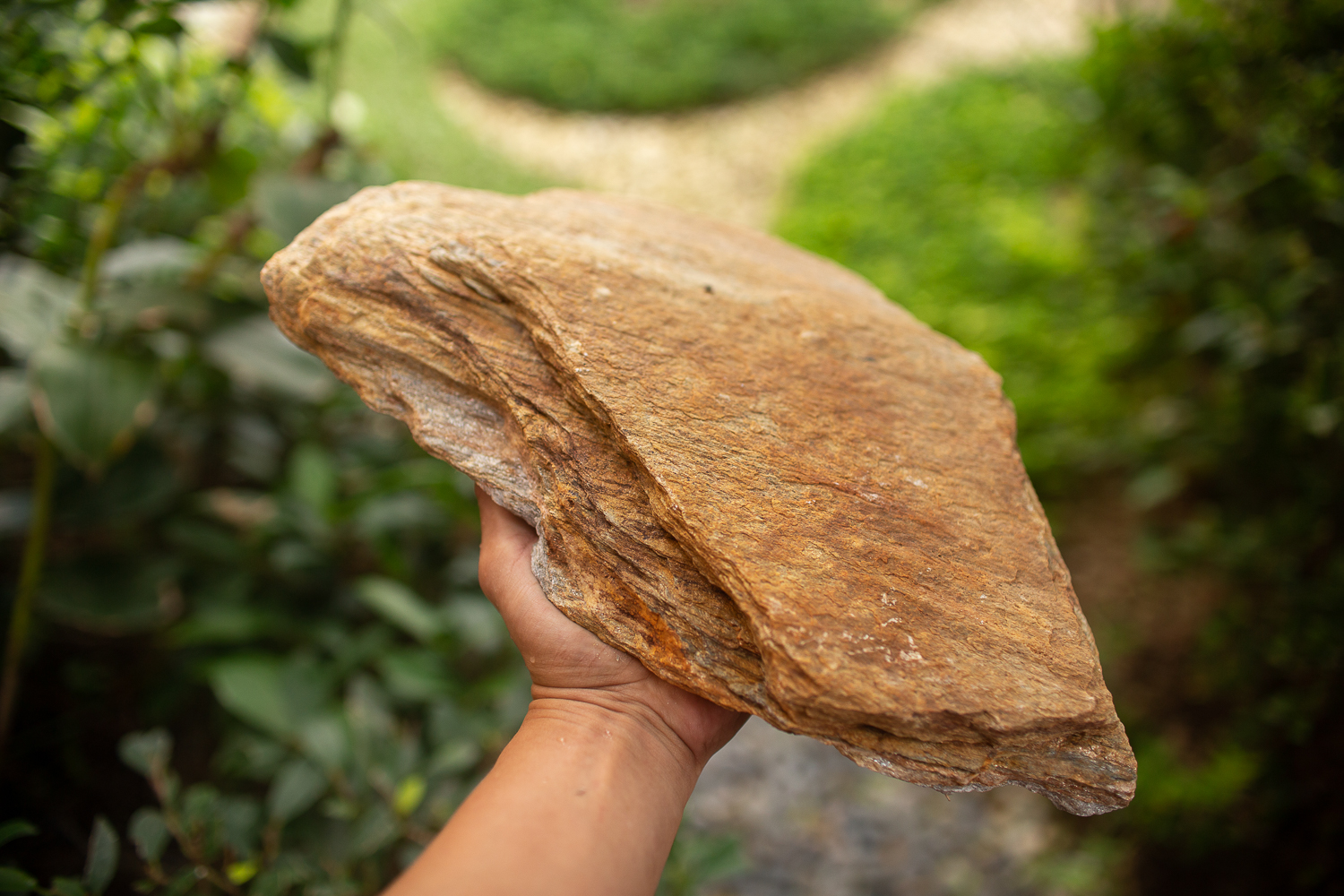 NATURAL DRAGON WOOD SLATE STONE / ROCK XXL (13"-15") Approximately 5 ...