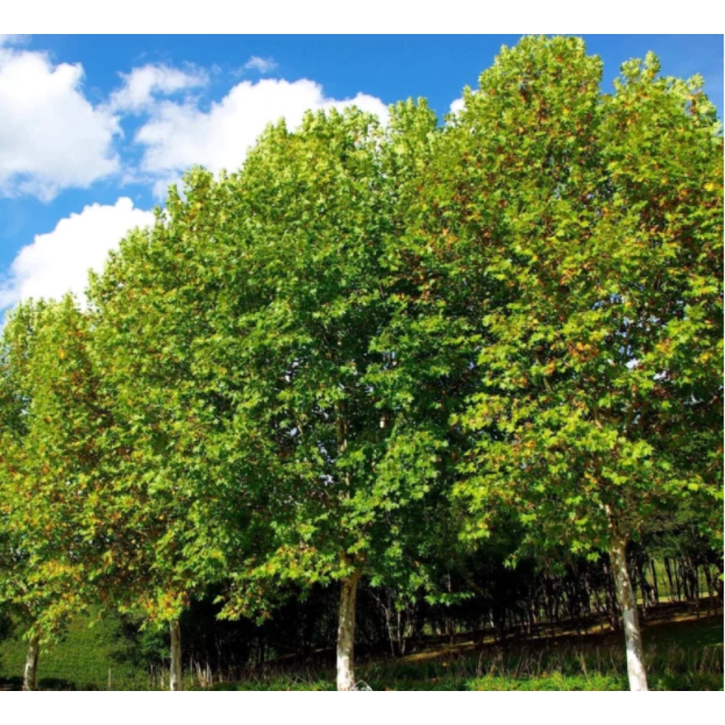 50 Seeds (buy 2 get 1 free) Highquality Common Sycamore Tree K Very ...