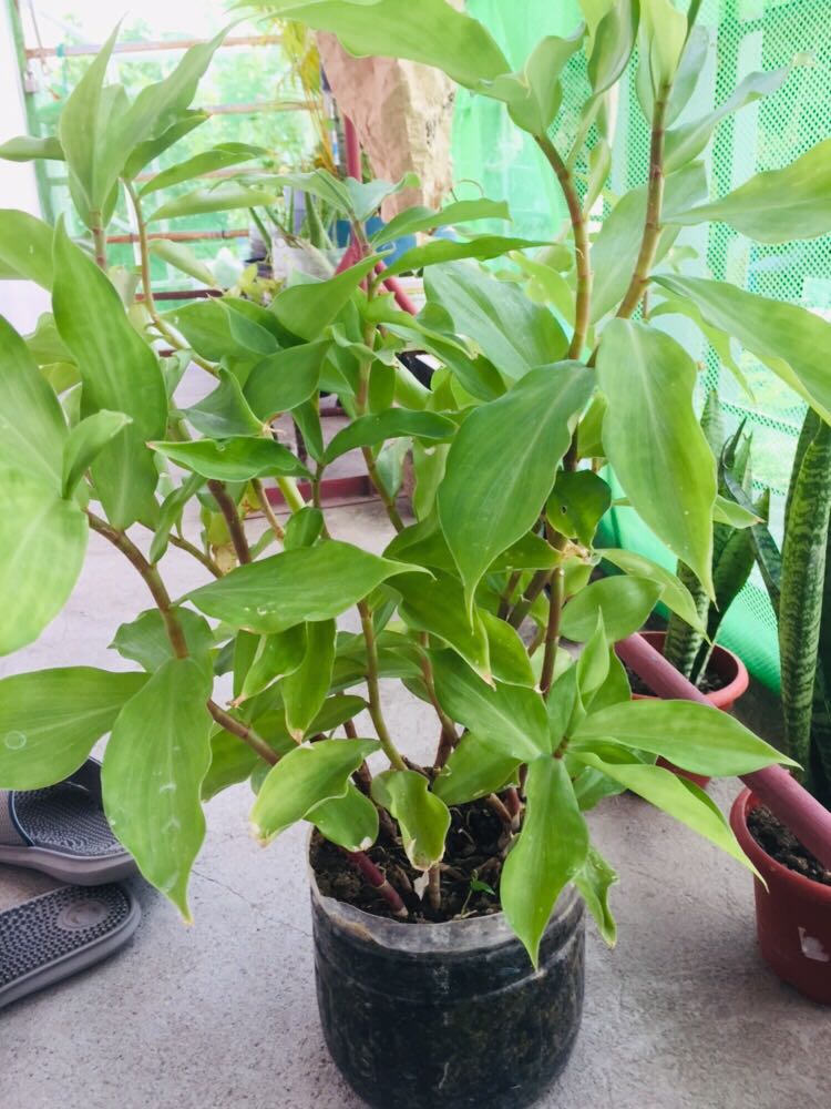 insulin (Herbal Plant) with FREE plastic pot, pebbles and soil. Real ...