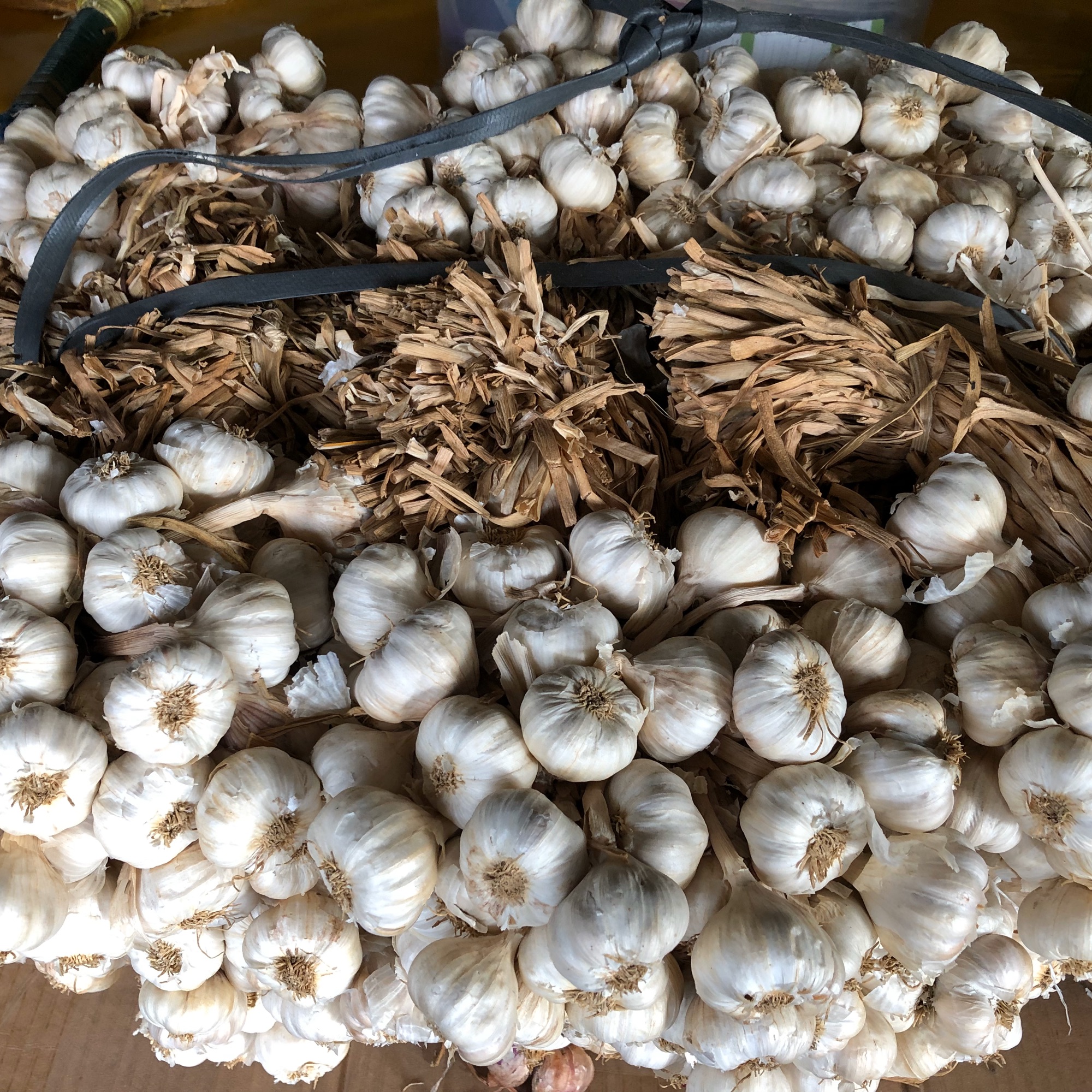 Native garlic of ilocos | Lazada PH