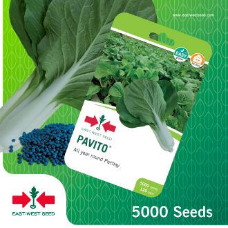 Eastwest Seed [PAVITO] Pechay Go Grow Pack | Lazada PH