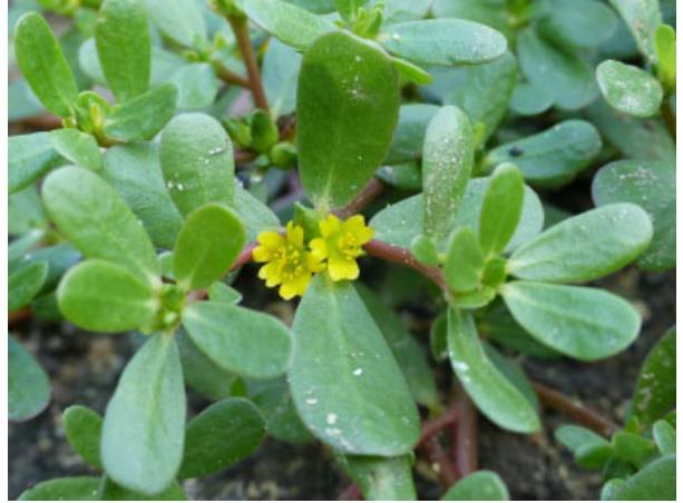 ulasiman or purslane herbal | Lazada PH