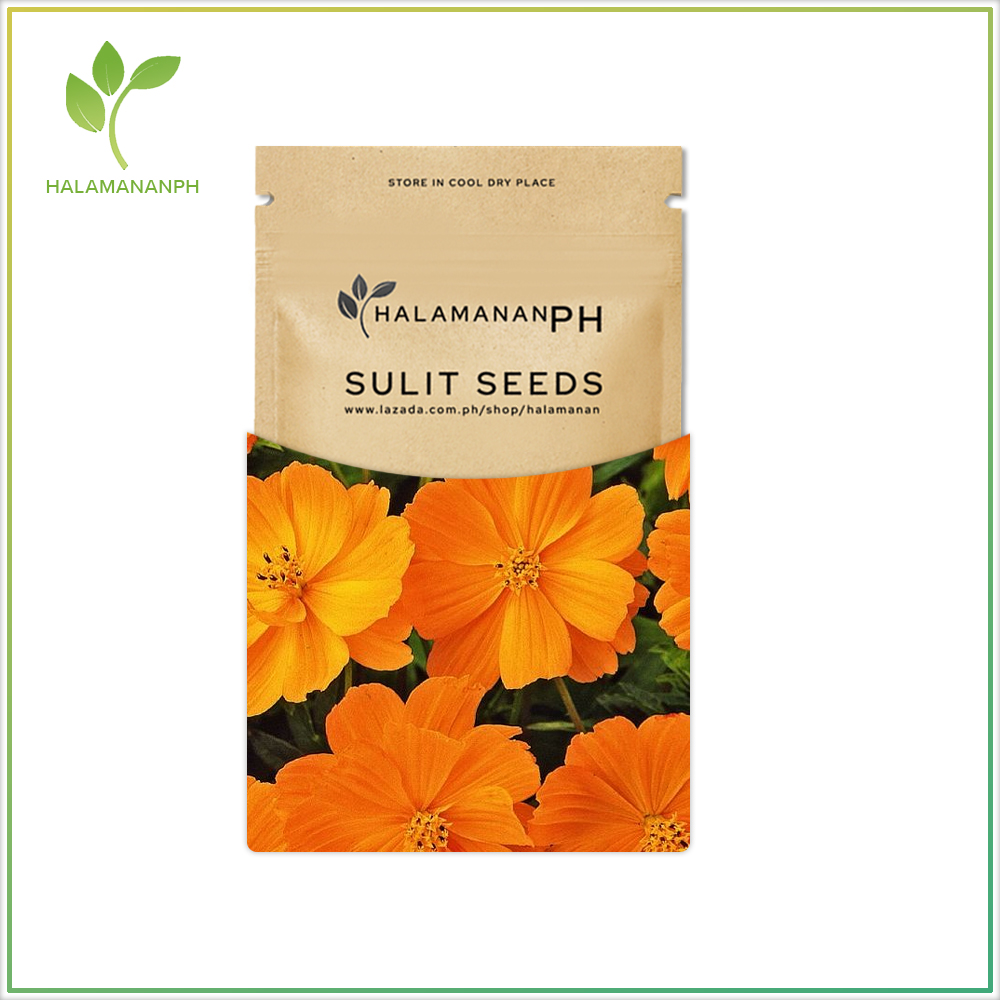 Cosmos - Sunset Orange | 100 Seeds | Premium Flower Seeds | [Halamanan ...