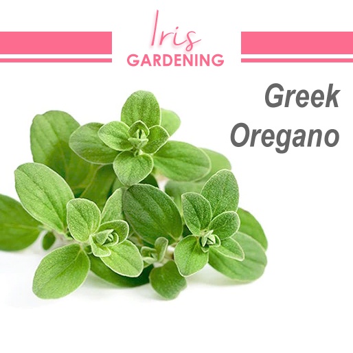 Oregano seeds, Greek Oregano Biji Benih | Lazada PH