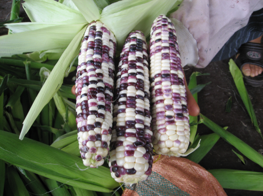 BICOLOR CORN SEED - VALUE PACK SEEDS | Lazada PH