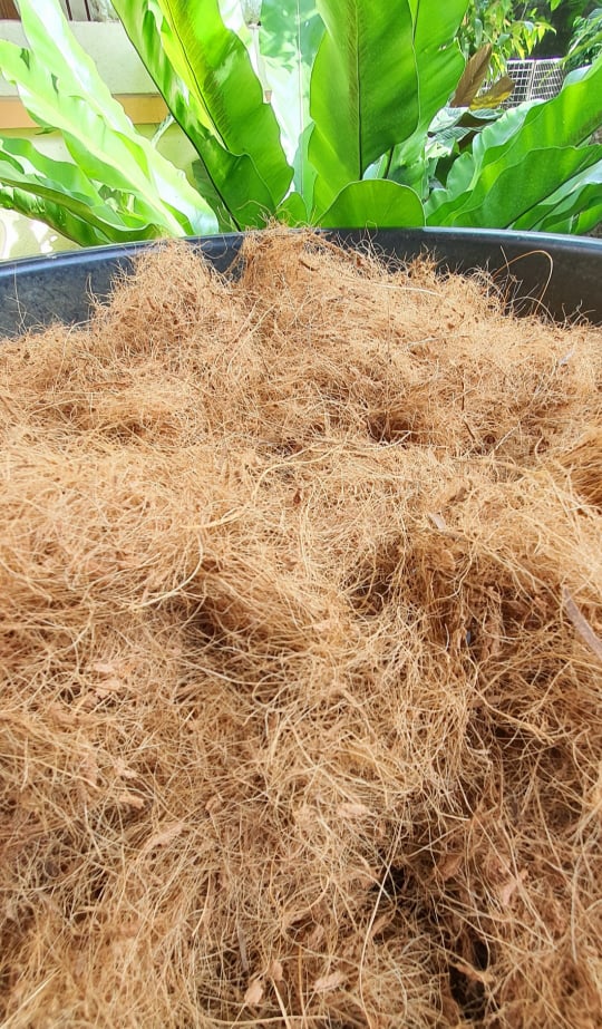 Coco Fiber (1kg) - Php30 | Lazada PH
