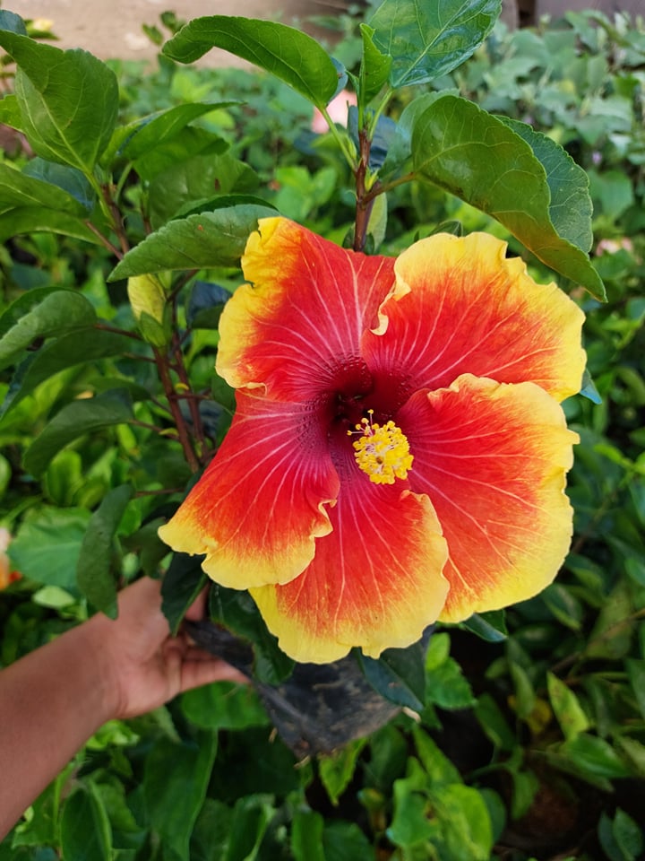 Gumamela Red Sunset Big Flower (Rare Gumamela) with FREE white plastic ...