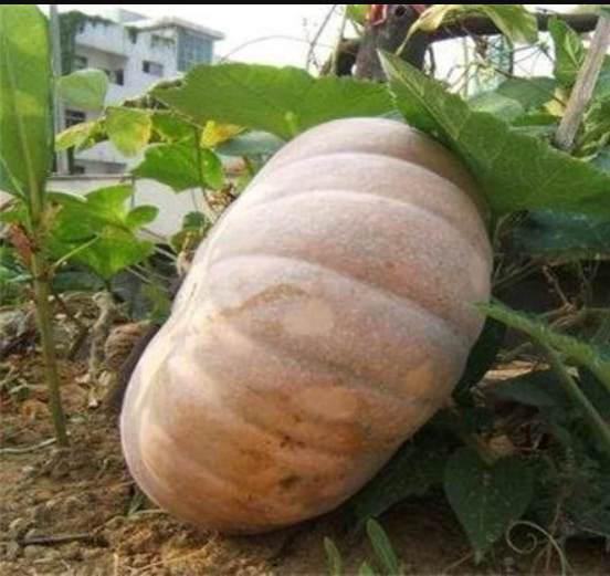 Kalabasa Pumpkin Vegetable Seeds ( 20 seeds ) - Basic Farm House ...
