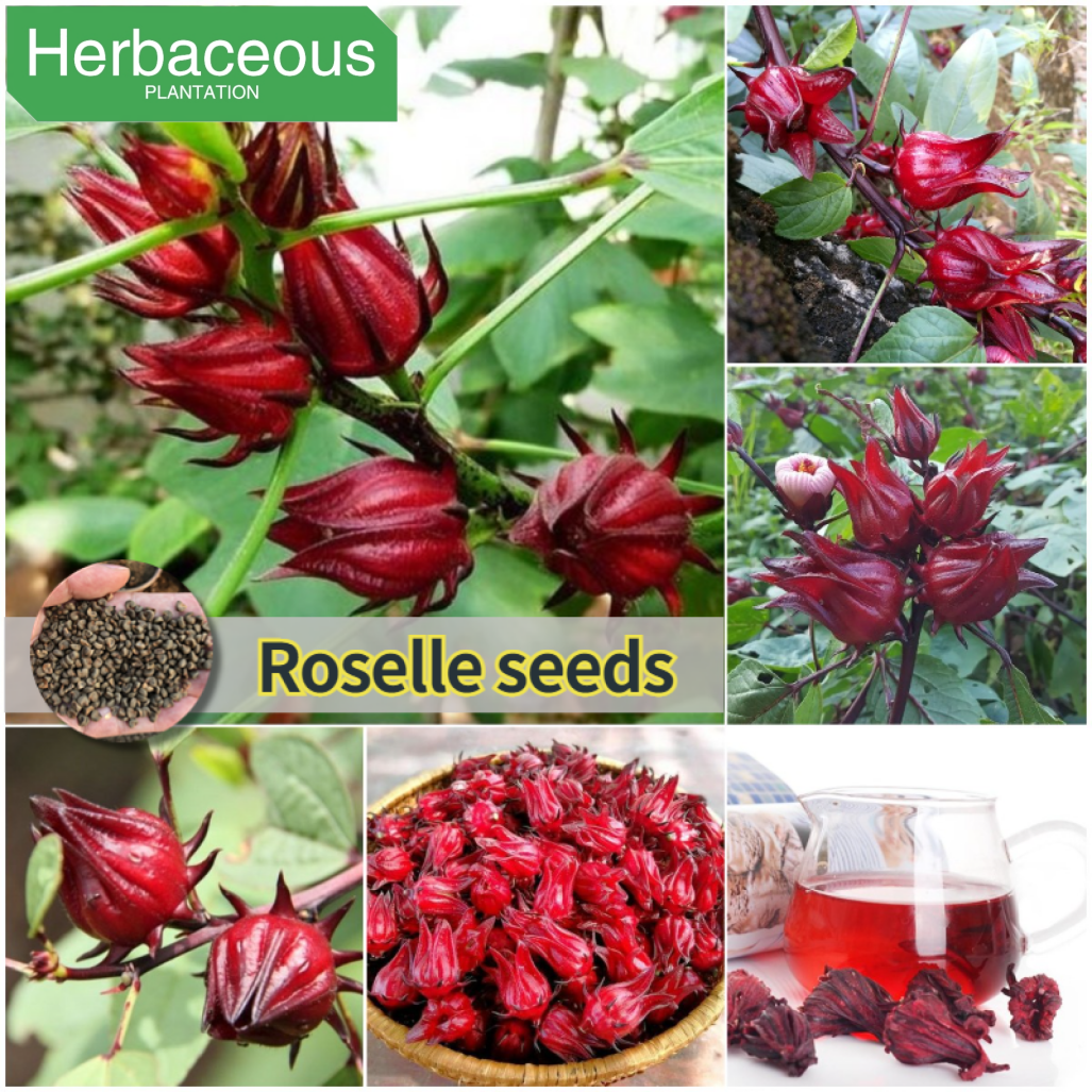 SunSeeds (50 seeds)ROSELLE PLANT SEEDS - ROSEL / Hibiscus sabdariffa ...