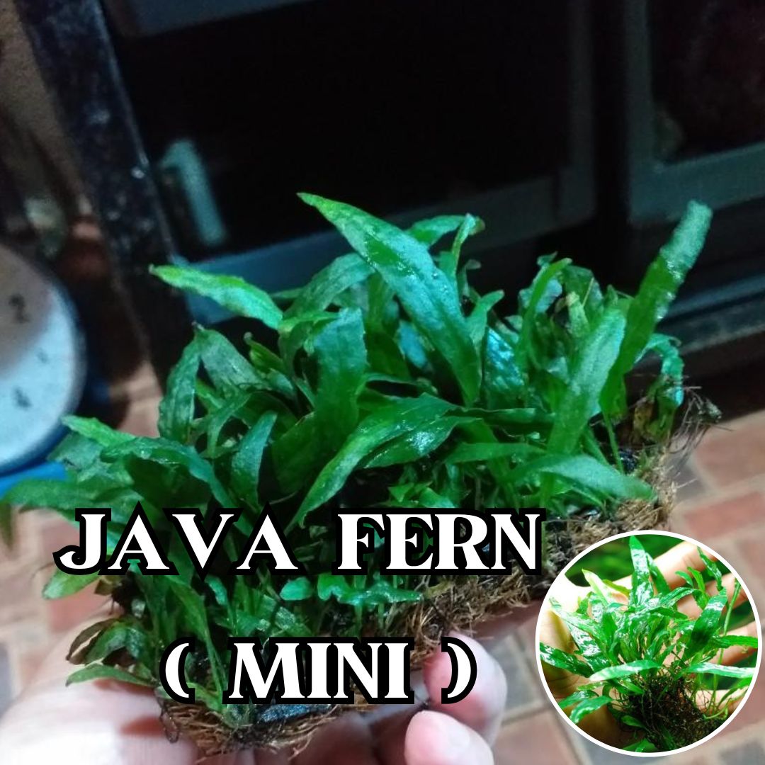 Java Fern, Narrow Leaf, Windelov Fern - Aquatic Ferns | Lazada PH