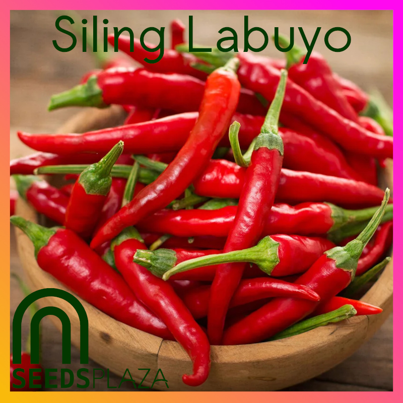 SeedsPLAZA - Siling Labuyo (50 Seeds) for Planting Vegetable Plants + Planting Instructions for ...