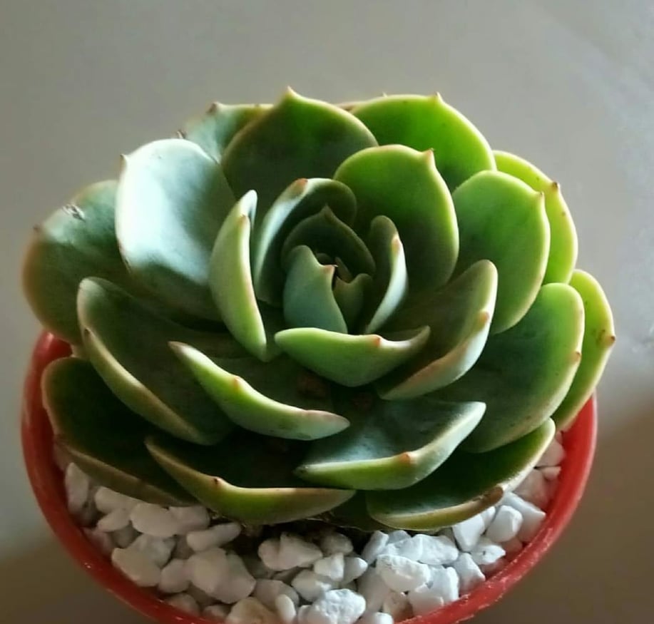 Cabbage Succulent | Lazada PH