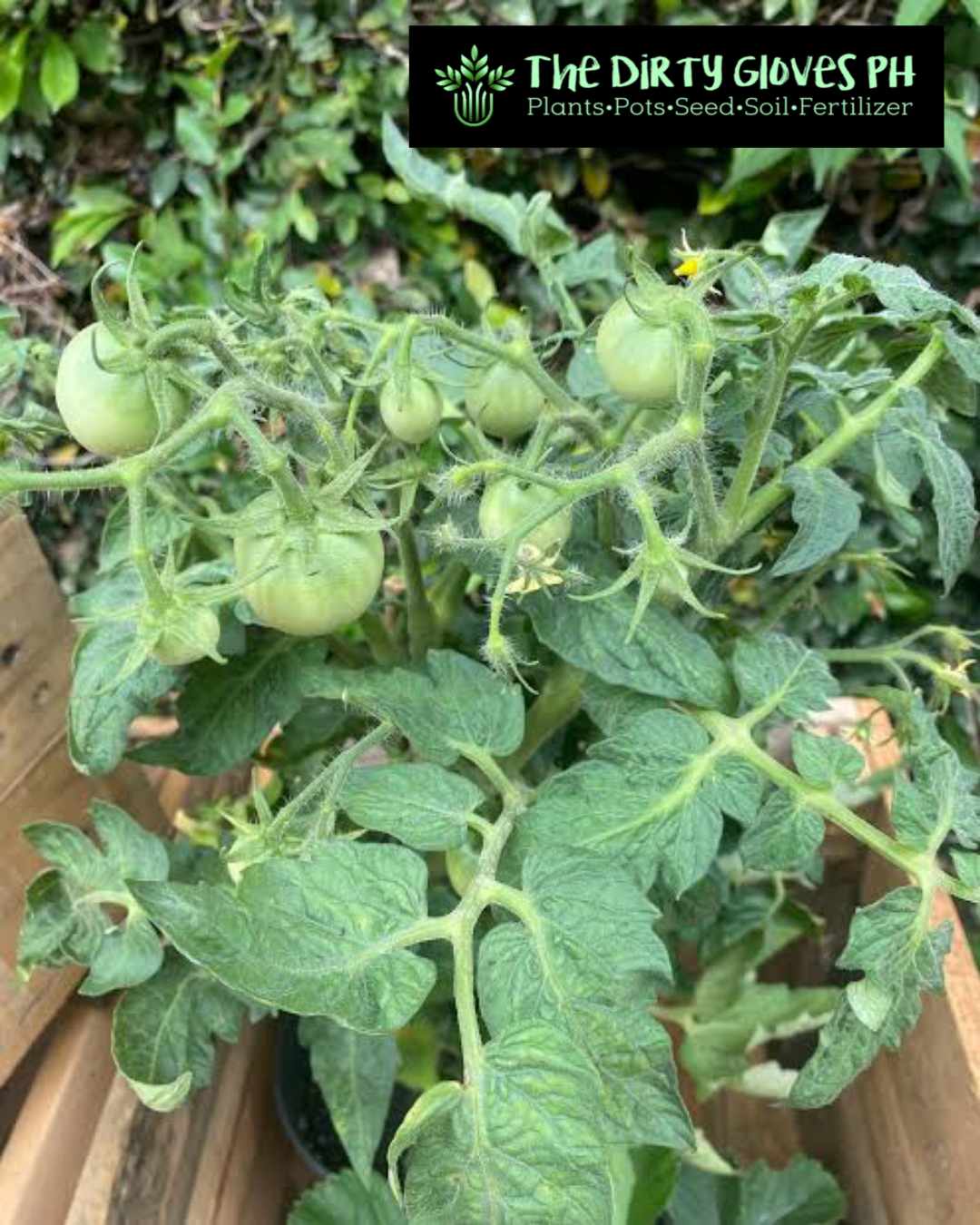 70 Pesos Kamatis Plant (Live Plant) with Free marble chip pebbles ...