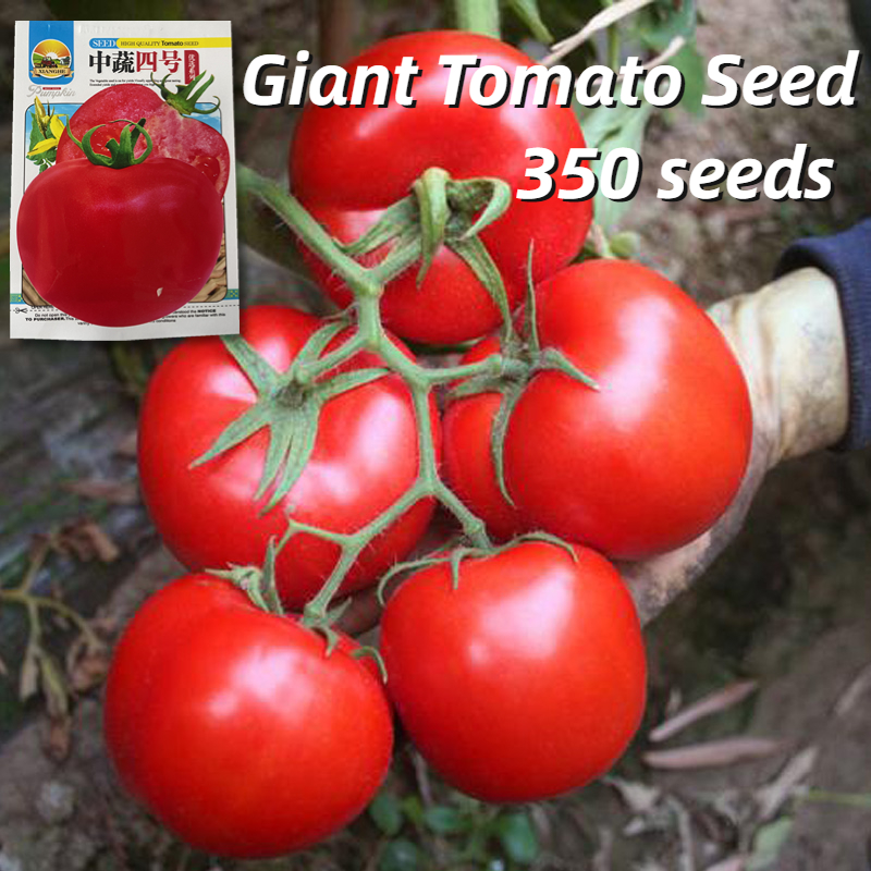High Yield Giant Tomato Seeds (350 Seed) Hybrid Tomato Seeds for Planting Vegetables Floradade ...