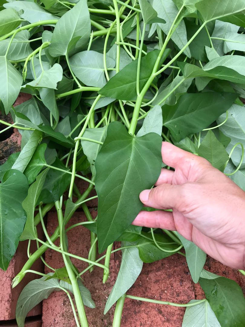 Chinese BIG Leaf Variety Kangkong Water Spinach Vegetable Seeds ( 60 ...