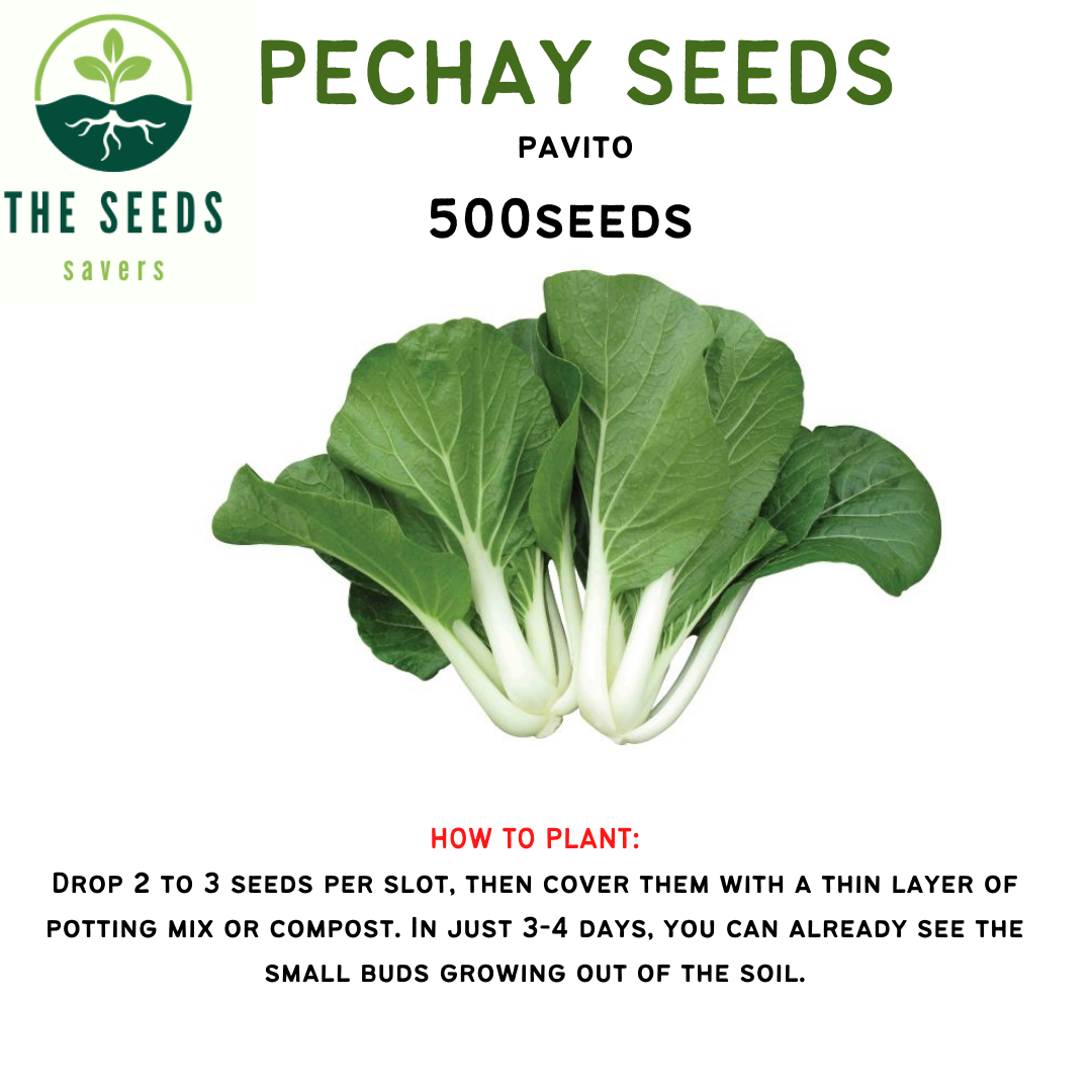 WHITE PECHAY SEEDS / PAVITO VARIETY - 500seeds | Lazada PH