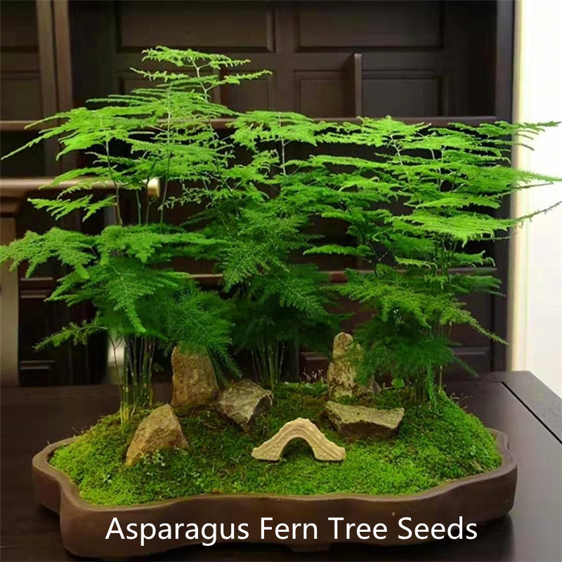 Asparagus Fern Bonsai