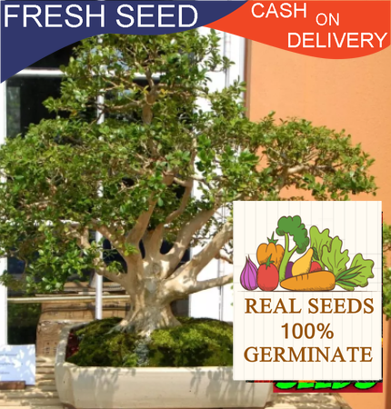 High-Quality "Buxus Sinica Tree Seeds TR108 " 1 Gram Approximately ...