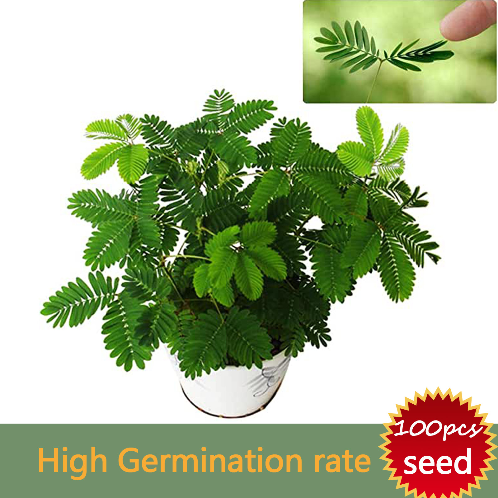 High Yielding Variety Red Mimosa Pudica Seeds for Planting,Free Seed ...