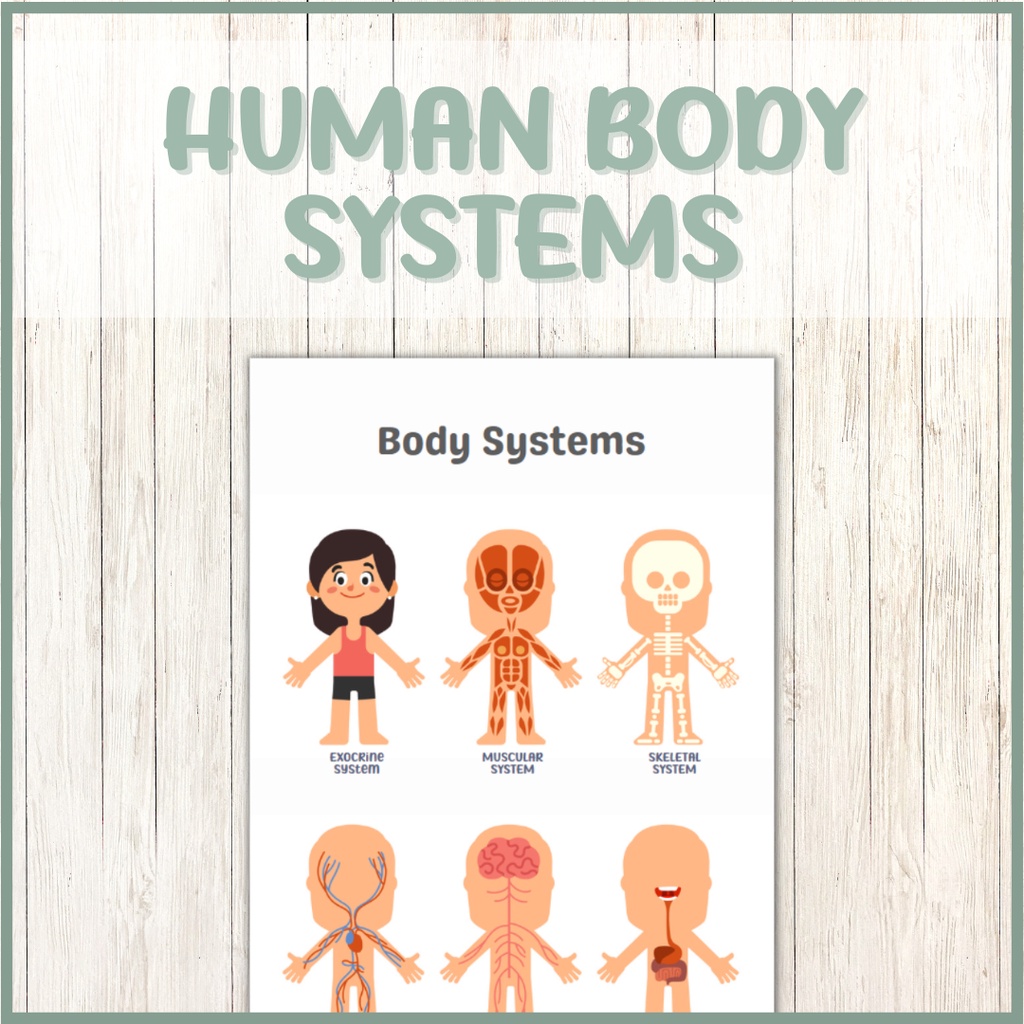 A4 A3 Body Systems Educational Chart Poster, Homeschool Learning ...