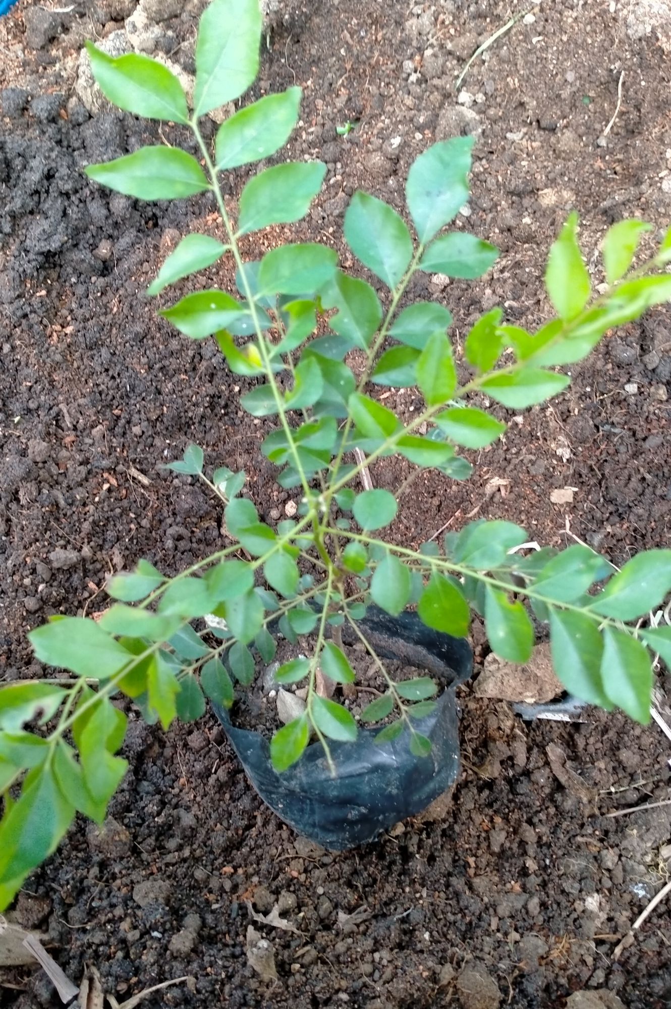 EPS 00000022032 Murraya koenigii / Curry Cuttings / Herb Seeds/ Herbal ...