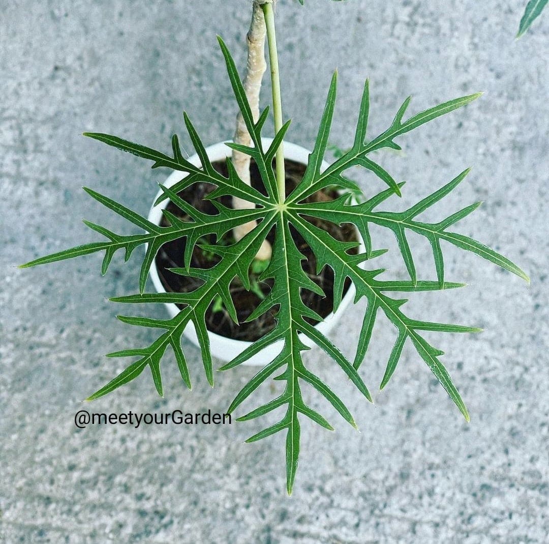 Betadine Plant (Jathropa Multifida) with FREE white plastic pot ...
