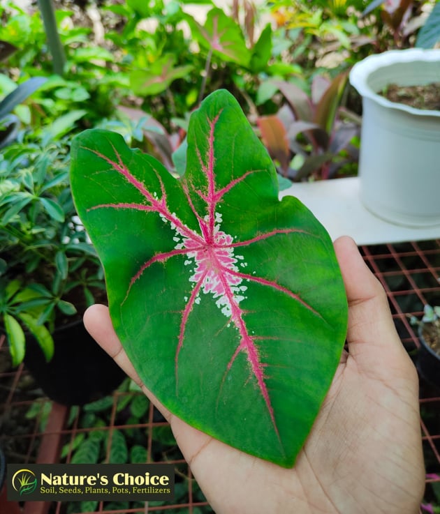Caladium Symphonie/Mariposa (2-3 leaves) with FREE garden soil, plastic ...