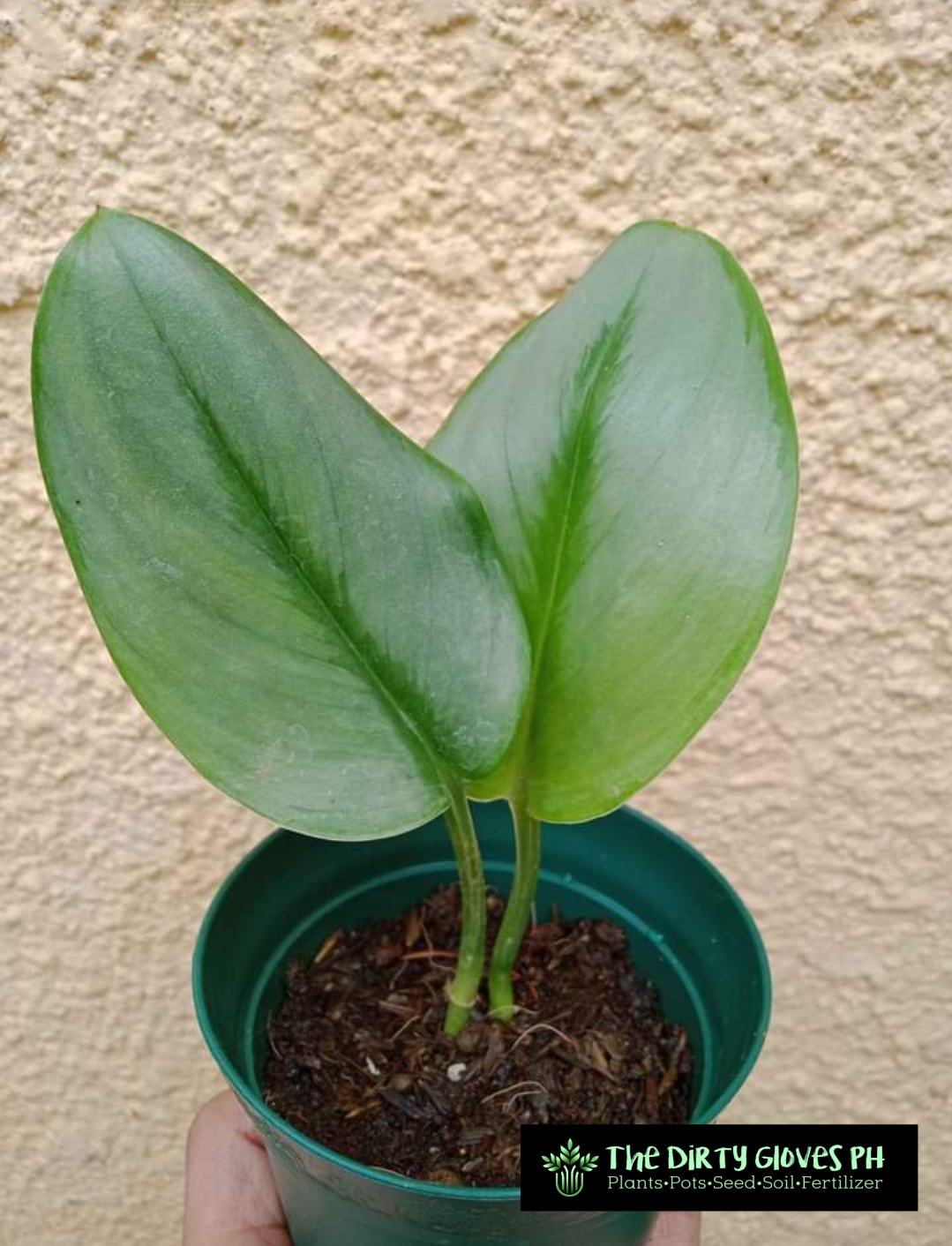 Scindapsus Treubii "Moonlight Pothos" (2-3 leaves - 3 Stocks only ...