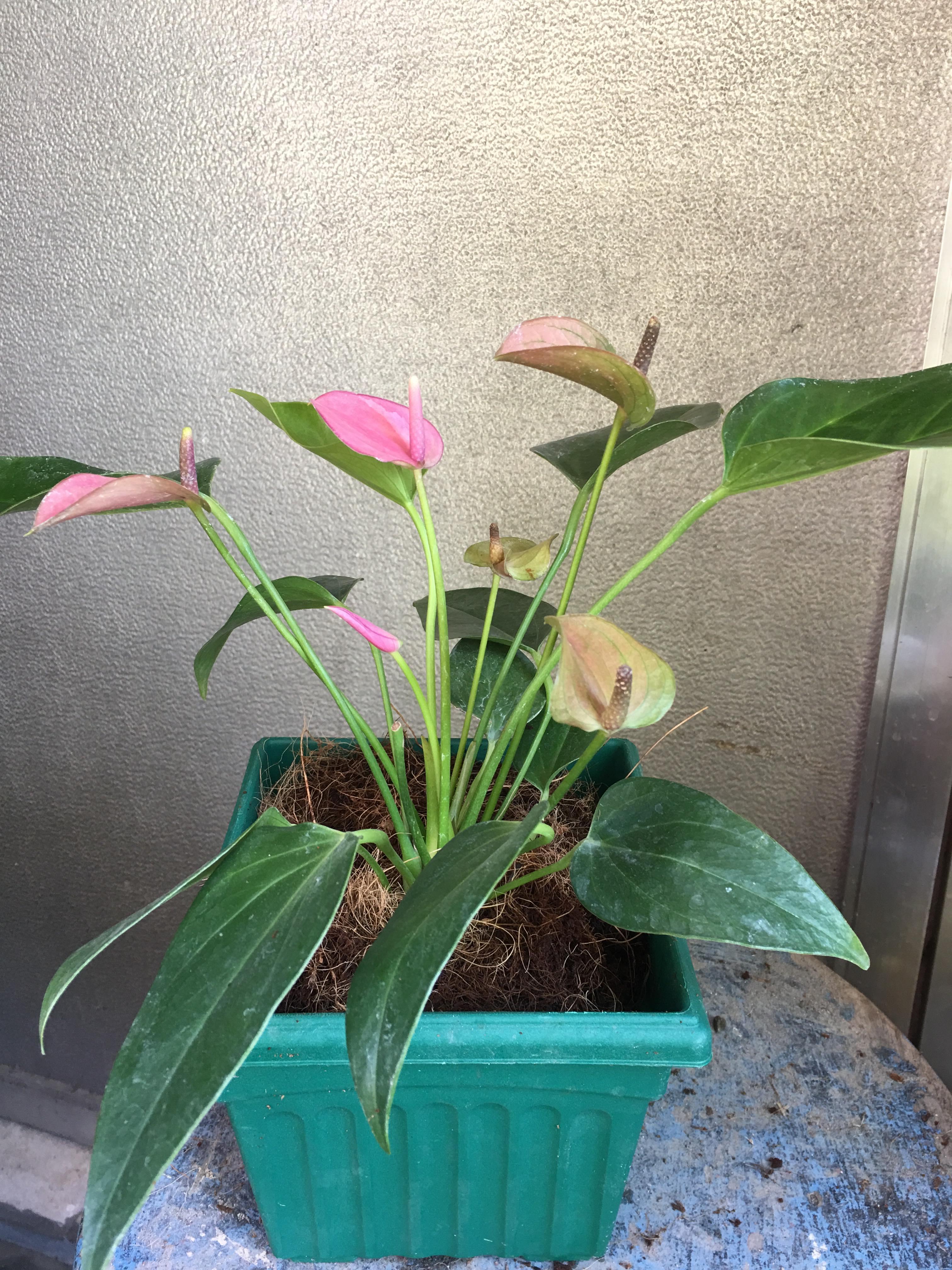 Anthurium dwarf violet plant / Painted Tongue violet in a square pot ...