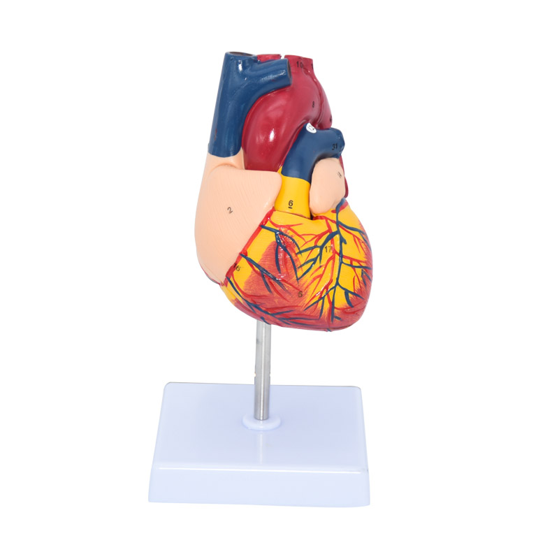 props model Free postage Disassembled Anatomical Human Heart Model ...