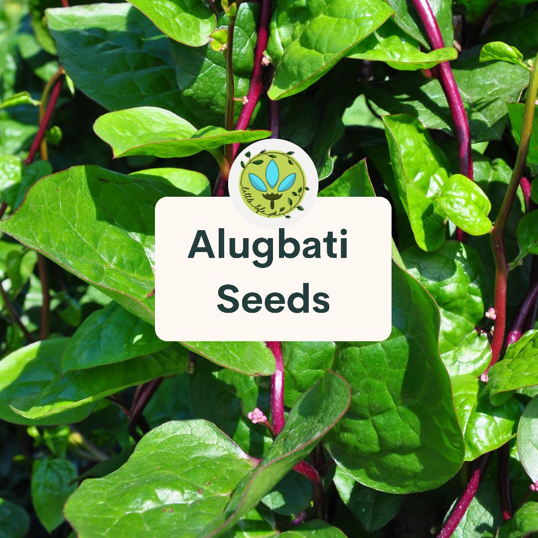 Alugbati Gulay Vegetable 10 Seeds Outdoor Vine Plant Sale Easy to Grow ...