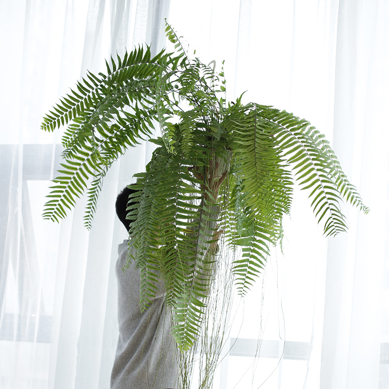 Renal fern leaves large Boston fern fern hanging foliage plants indoor ...