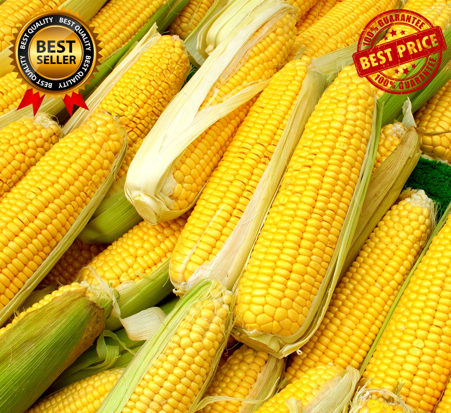 (50 SEEDS) - BRANDED SUPER SWEET CORN SEEDS - (High Yield / Easy to ...