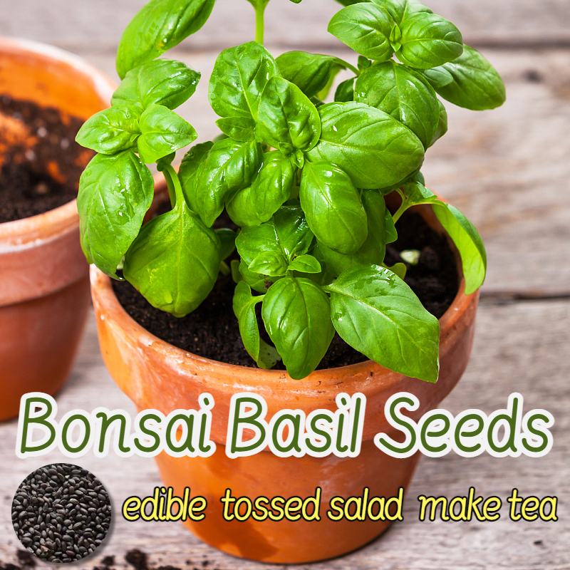 [Easy to grow in the Philippines] 150pcs Bonsai Basil Seeds for ...