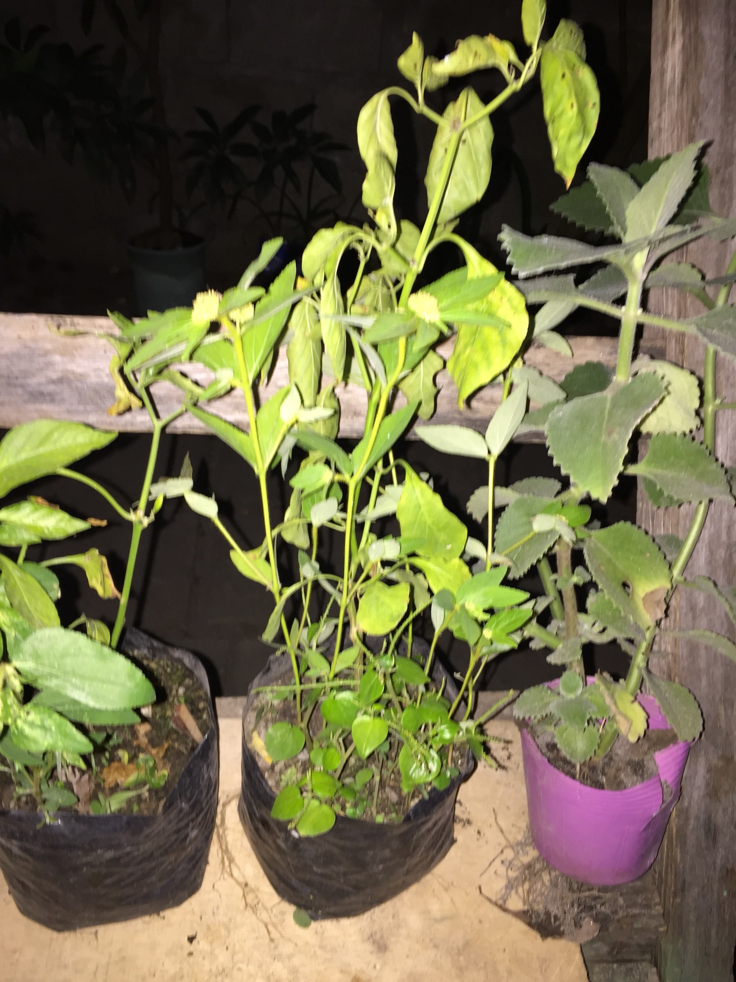 Tawa-tawa live plant/LUZON Buyers Only | Lazada PH