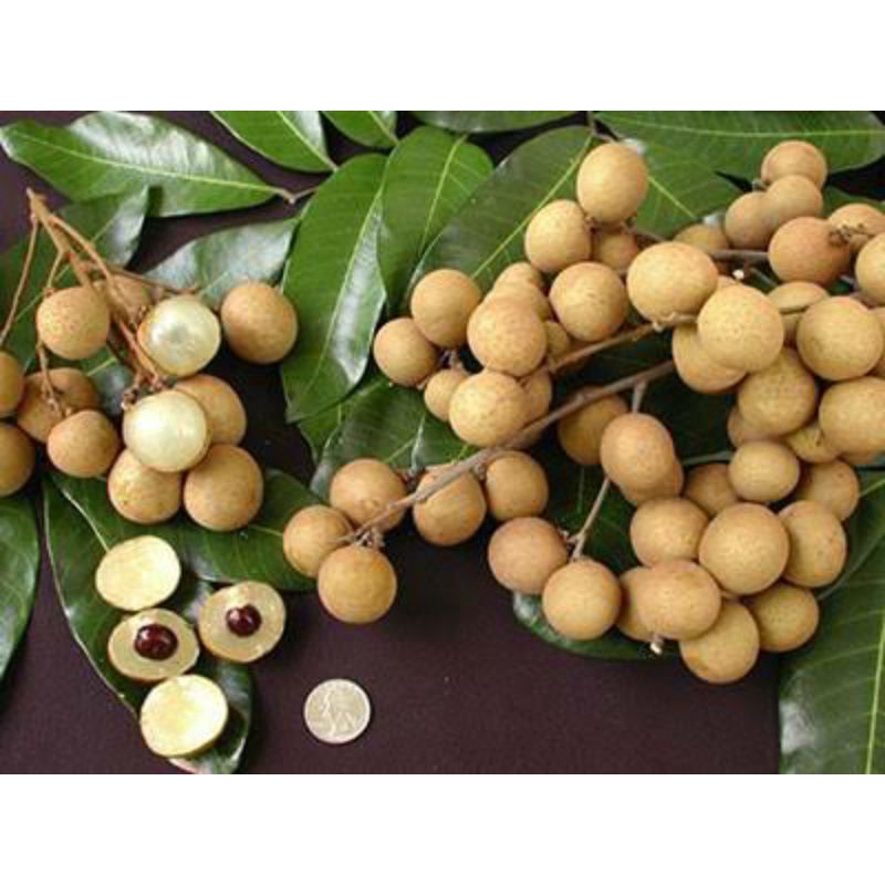50pcs Grafted Lanzones Longkong/ Longgan fruit seedlings | Lazada PH